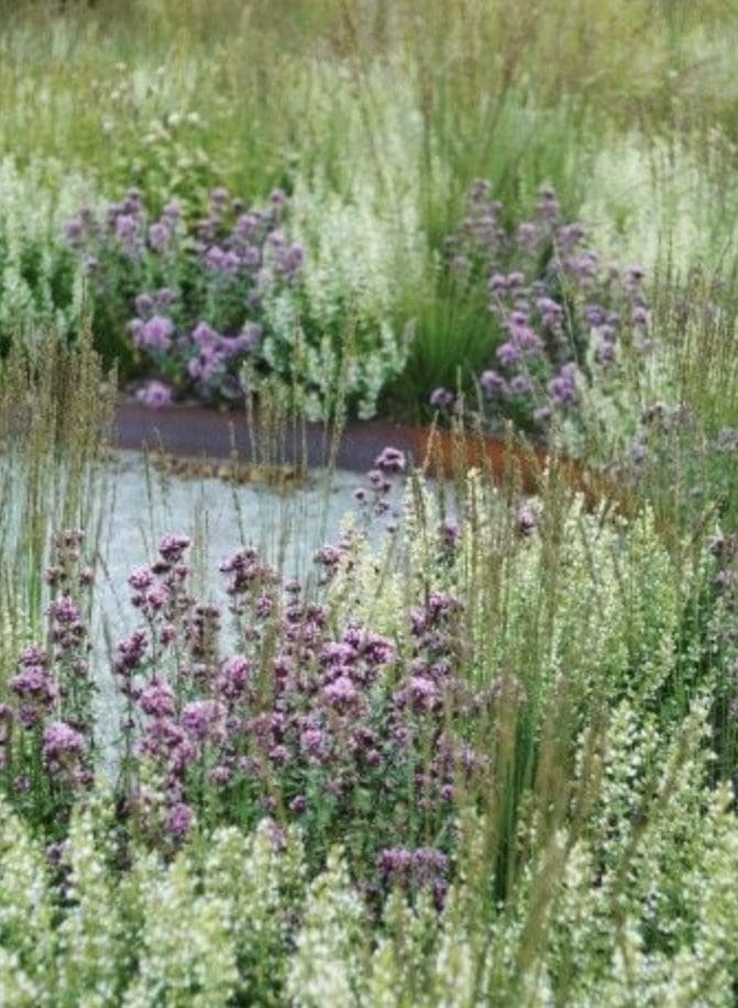 Nathan's Favorite Plant